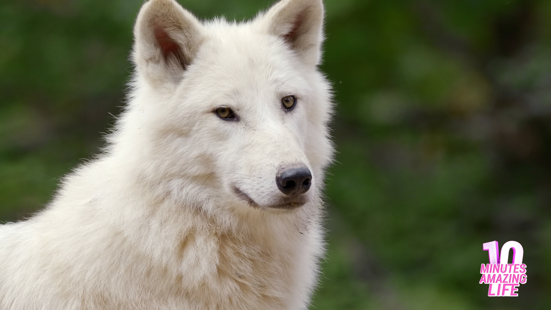 Een witte wolf staart aandachtig