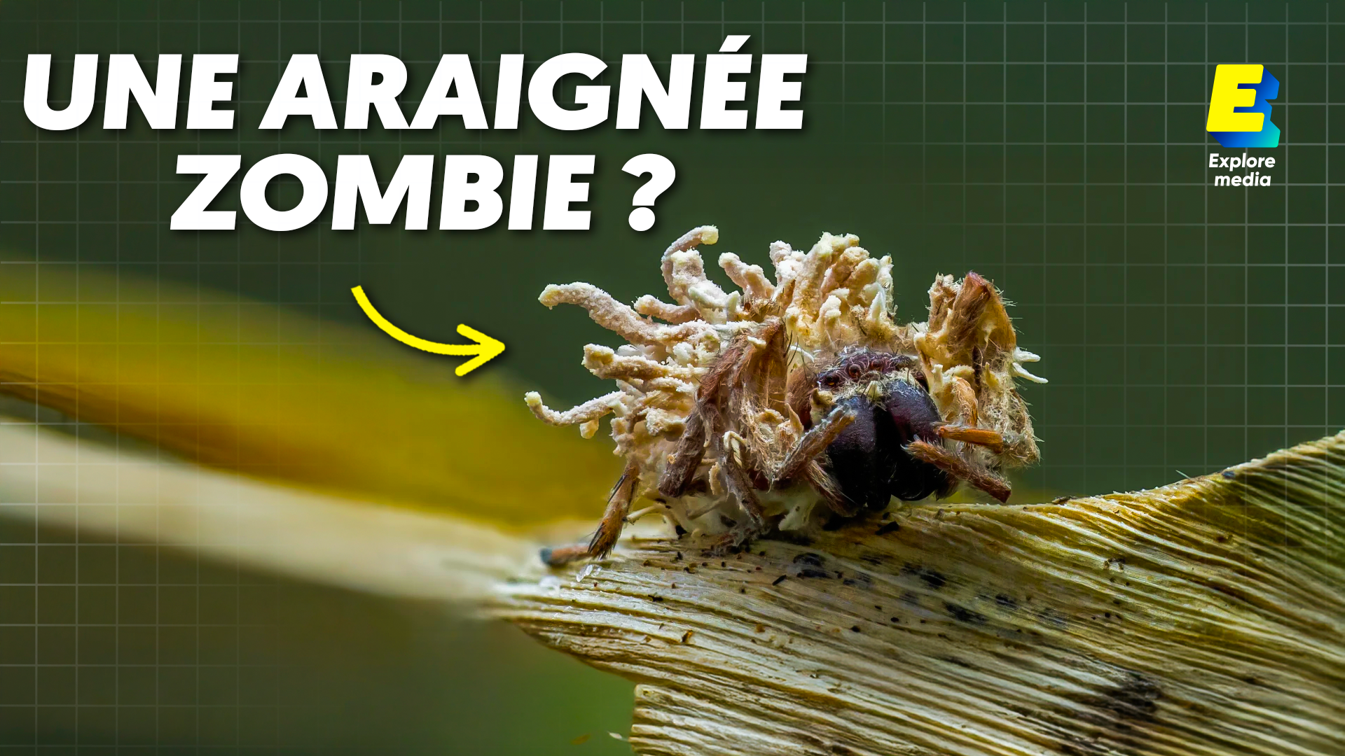 Le champignon qui zombifie les insectes