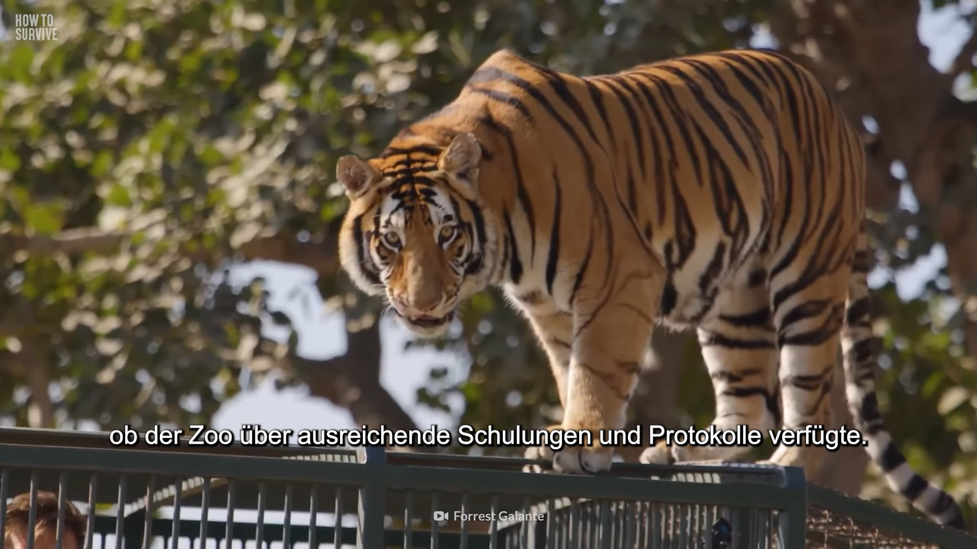 Die brutalsten Tigerangriffe, die jemals gefilmt wurden