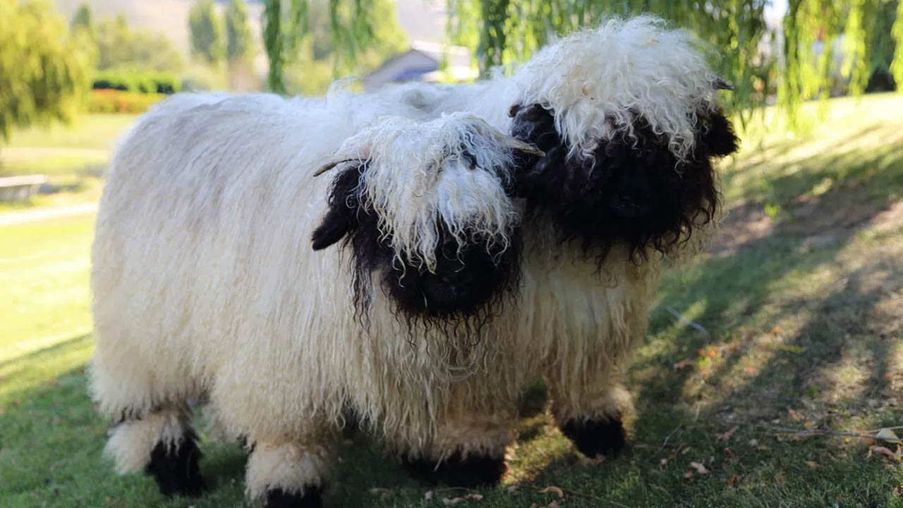 There are fluffy blacknose sheep you can own as a pet and they are adorable