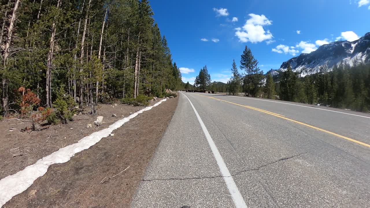 Biking past a large bison herd in Yellowstone