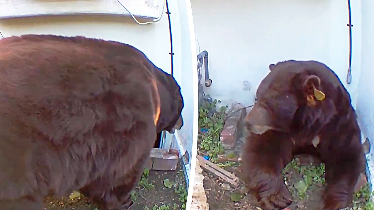 Gigante en el sótano: un oso de 250 kilos se instala en una casa