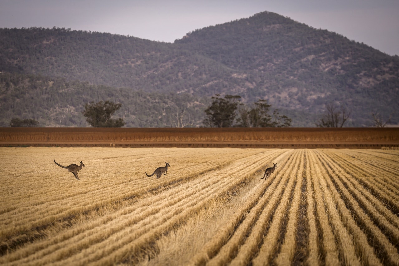 World food prices fall for third straight month