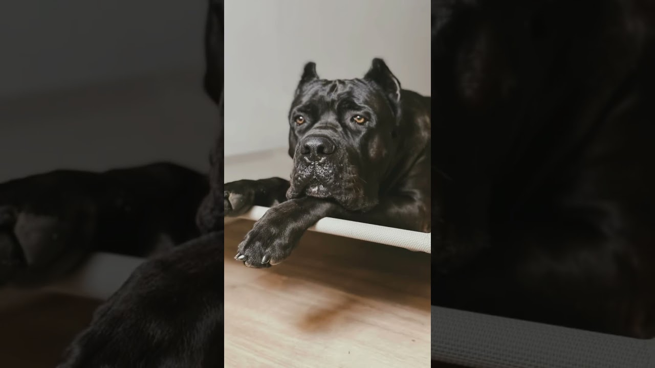 Big dog grows up fast before our very eyes