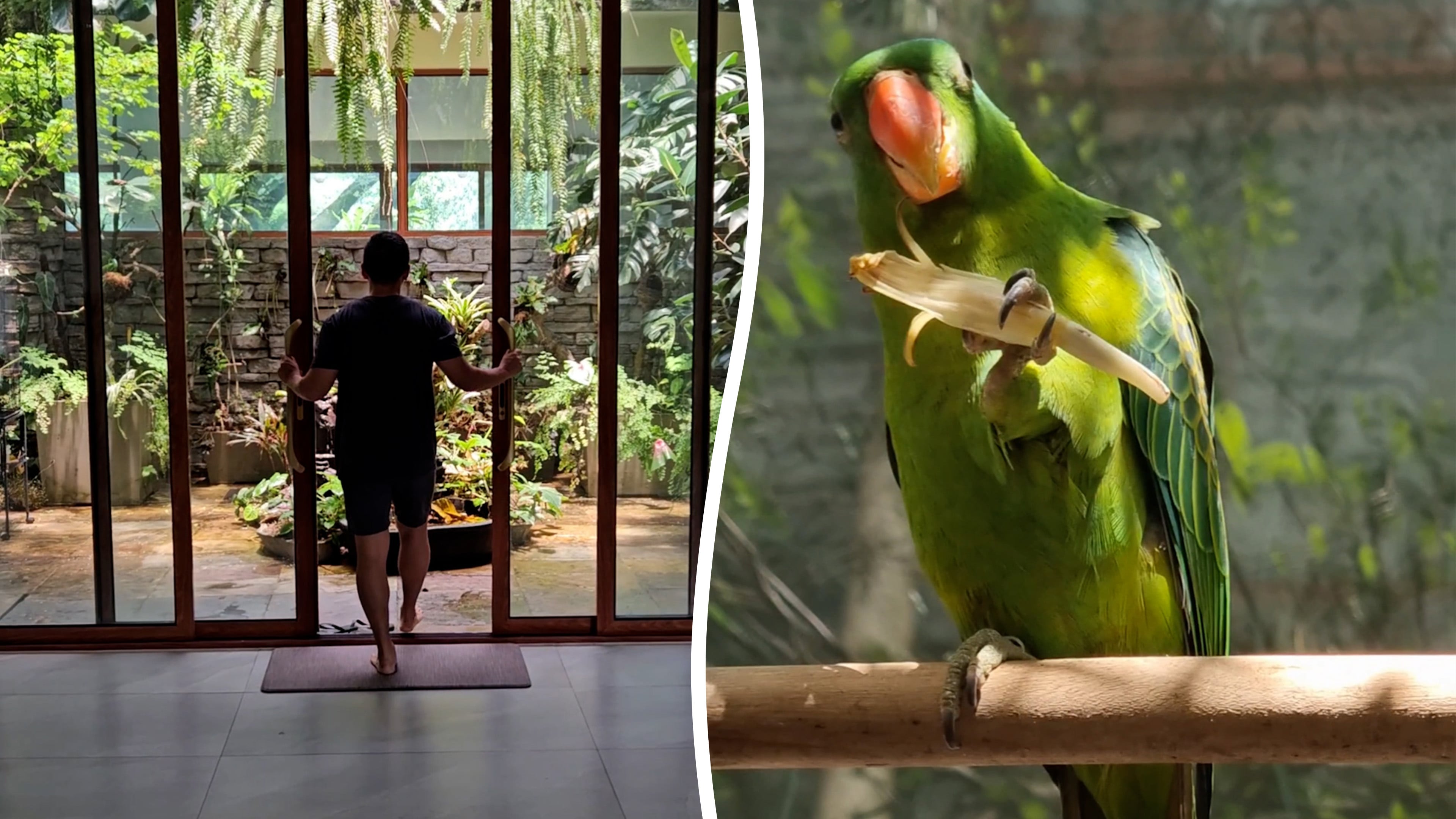 Man builds giant aviary in the middle of his house - and wakes up with 20 songbirds