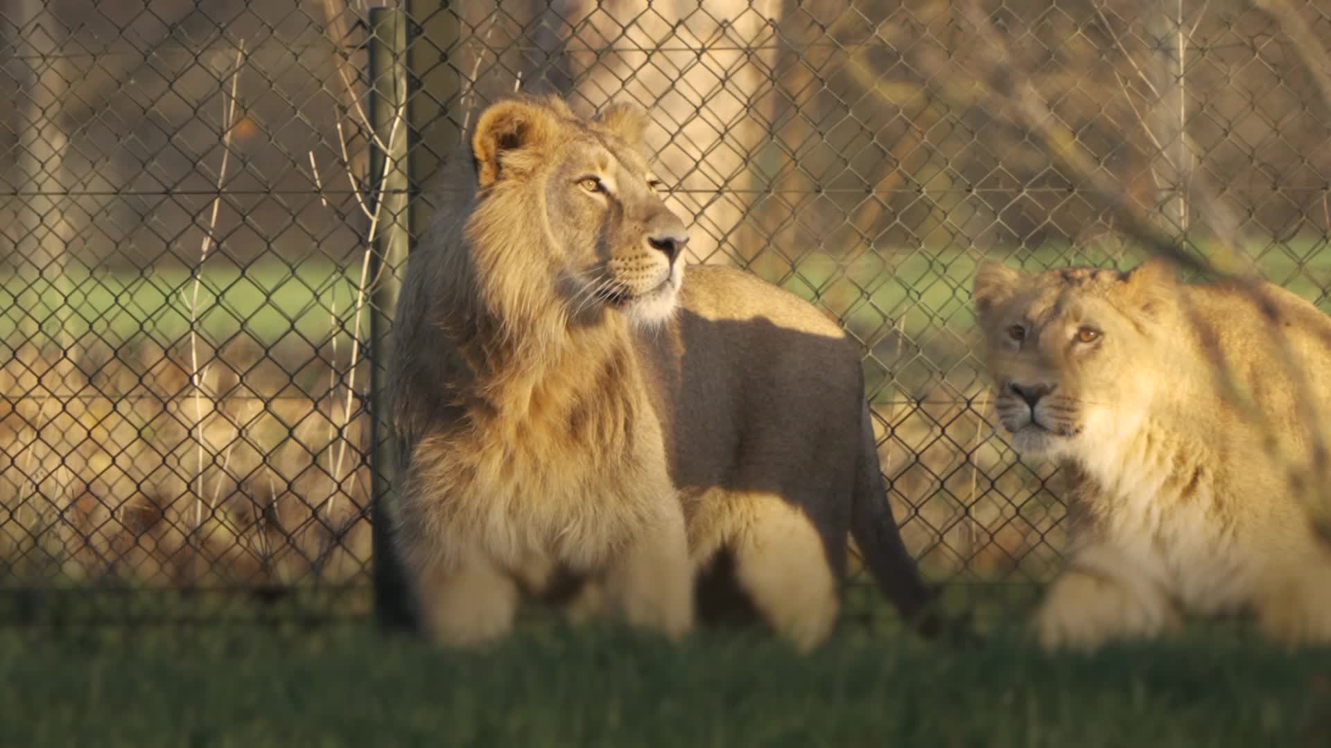 Rare lion pair arrive at Chester Zoo