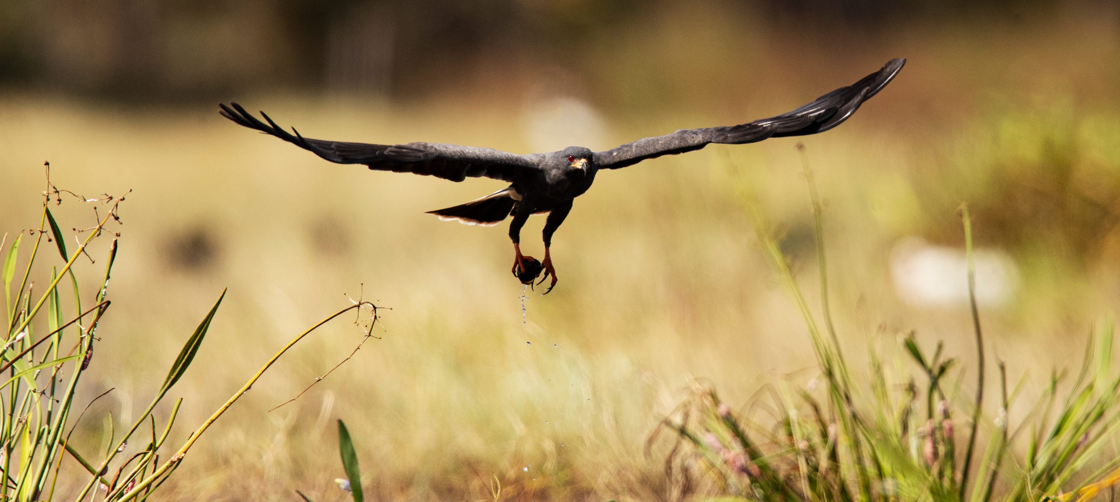 Have you seen these birds? A checklist for bird lovers in SWFL