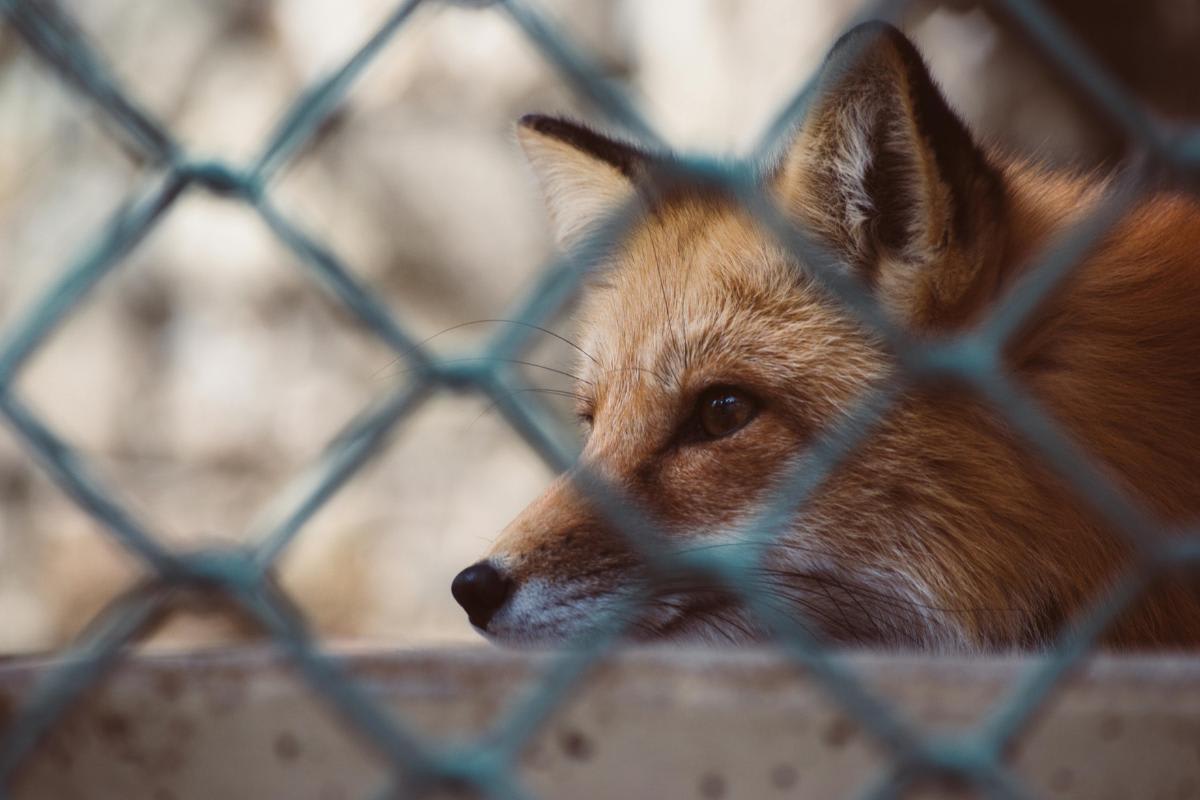 New York Fashion Week bans fur promotion from 2026 in major animal ...