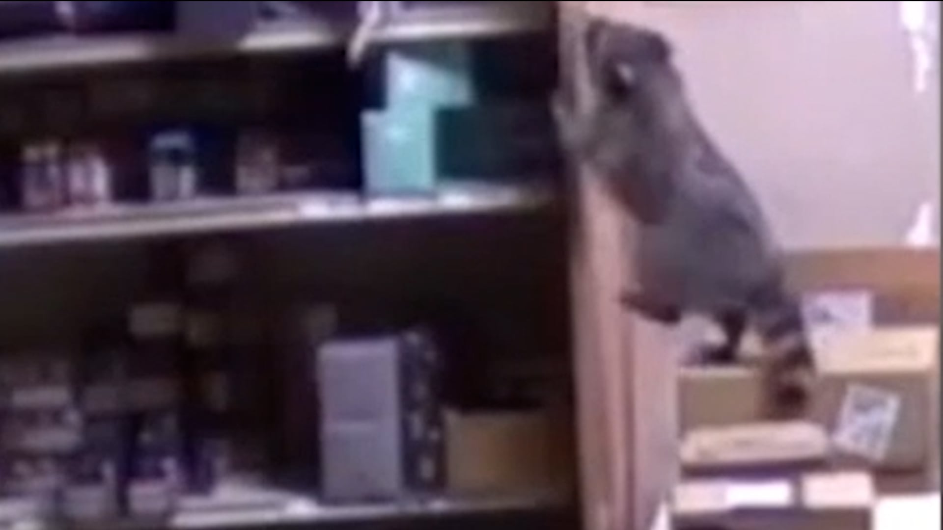 Viral raccoon caught on CCTV raiding liquor store before passing out in ...