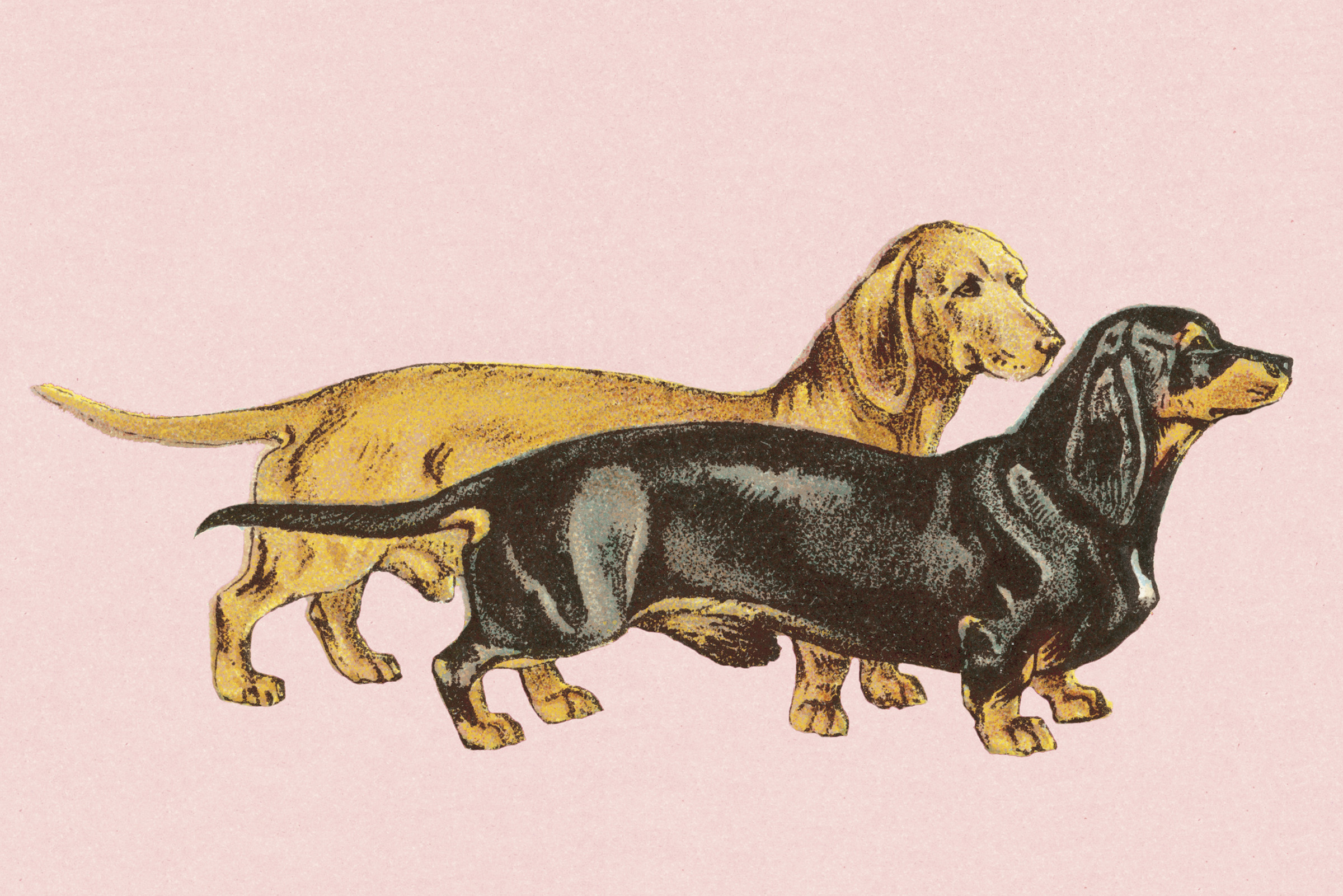 My purebred dachshund is my white privilege
