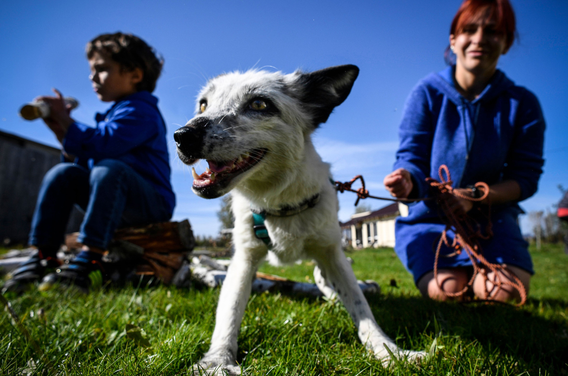 How a Russian scientist turned foxes into dogs