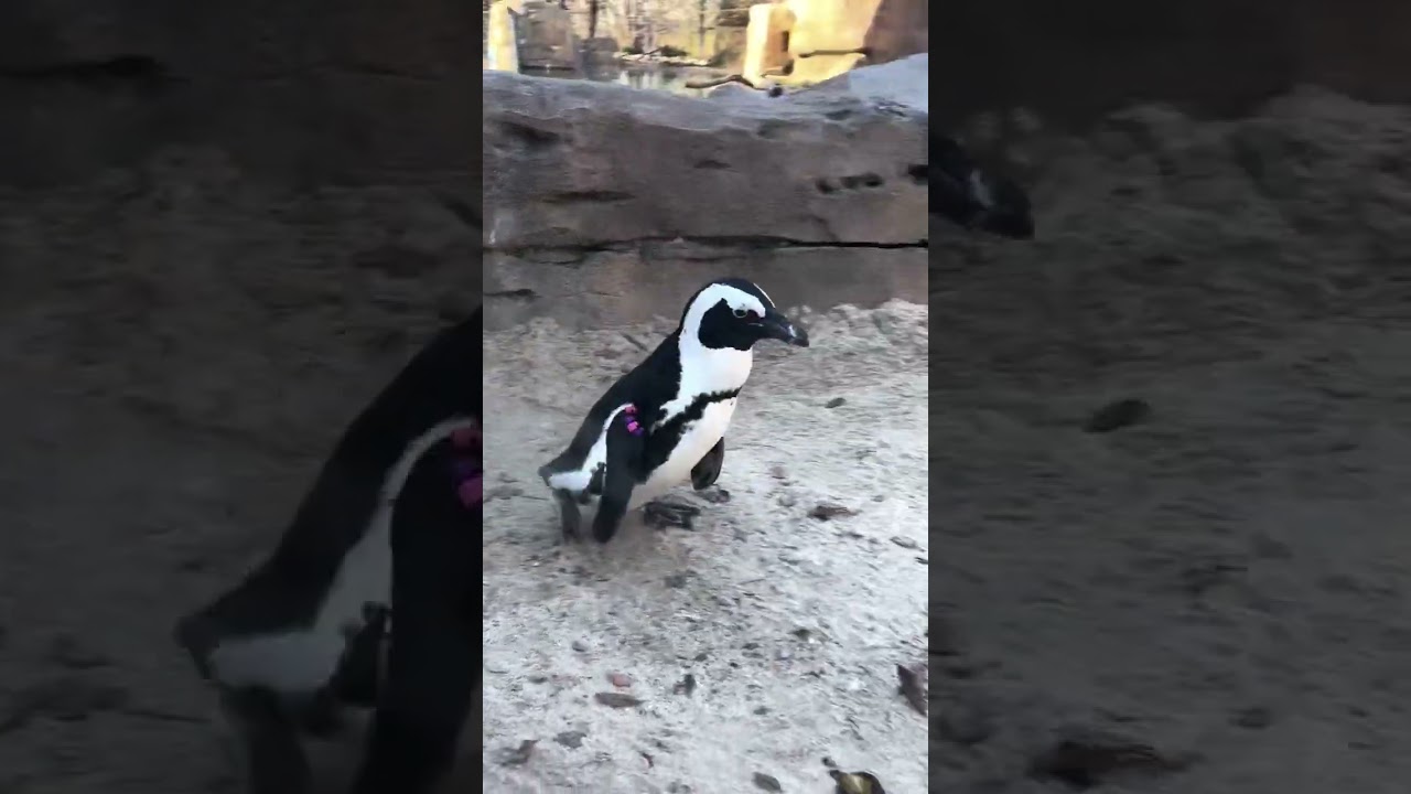 Penguin leaps energetically across the icy ground