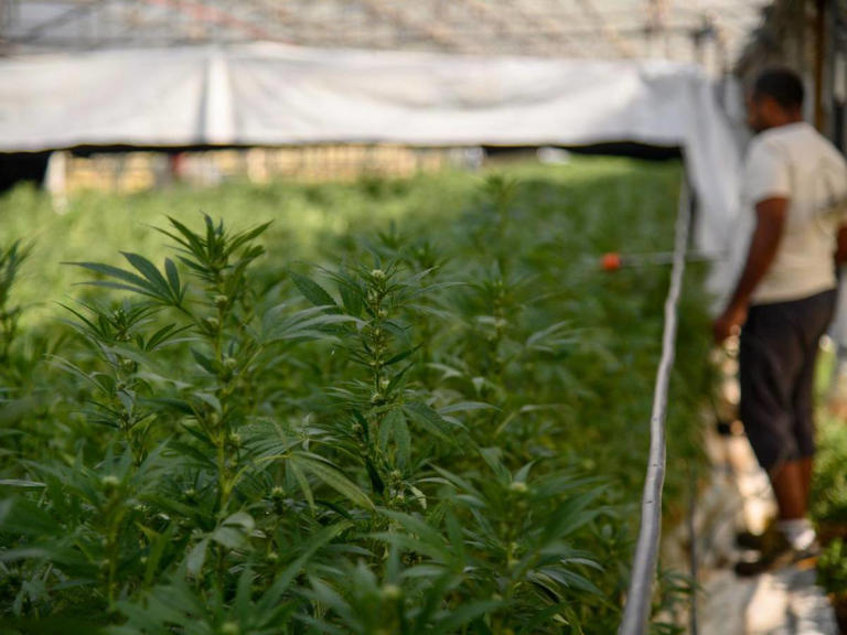 Milano, fuma marijuana light e si lancia dal balcone: morto ragazzo di 23 anni