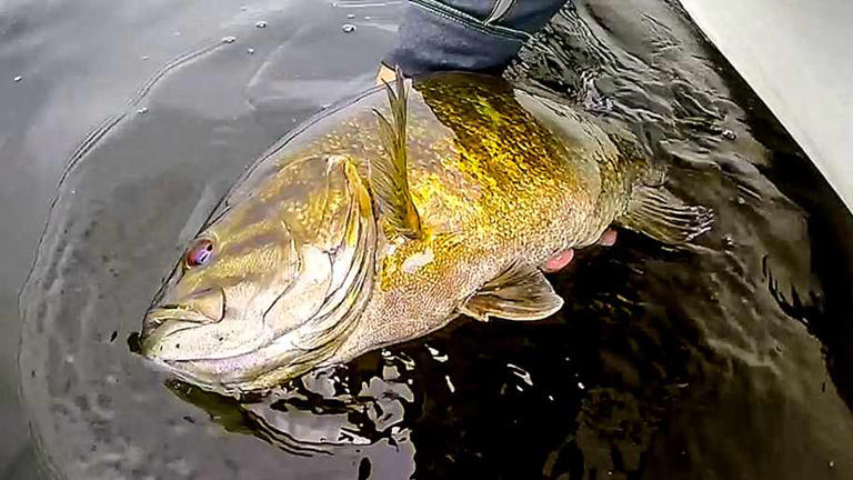 A turning point for tournament integrity? MLF and BASS announce major ...