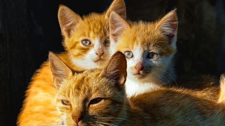 What is a group of cats called?