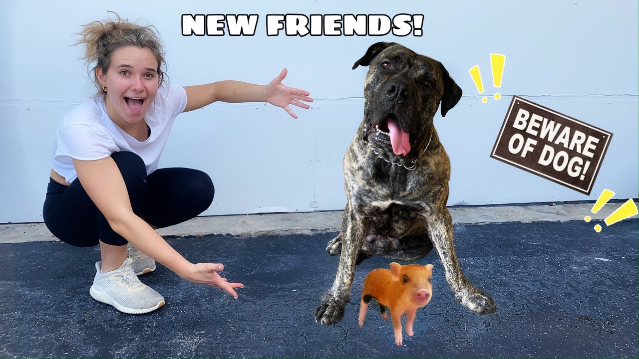 The calm and chaos unfolding when a giant dog approaches a mini pig