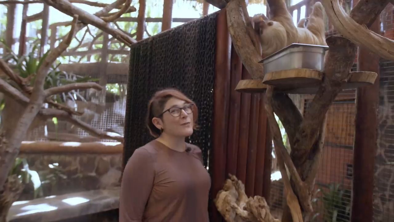 How a slow-moving sloth exposes a hidden world of survival in the canopy