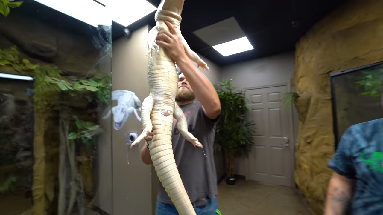 How a full day in reptile care becomes a test of focus and endurance