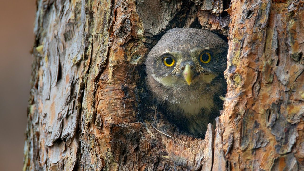 Verborgene Augen im Waldbaum