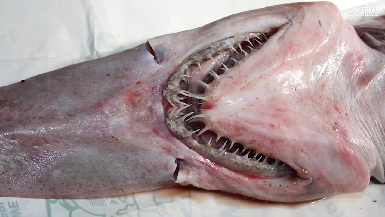 The terrifying jaw mechanism that defines the goblin shark