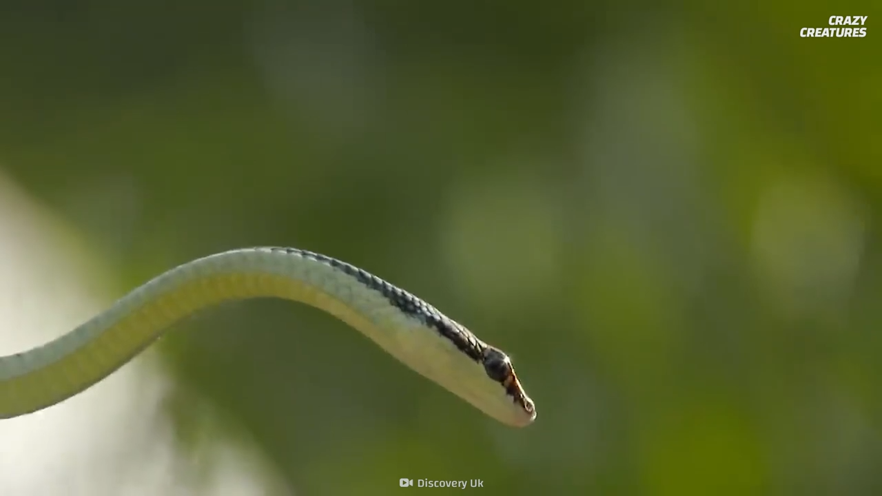 The remarkable physics behind snakes that appear to fly