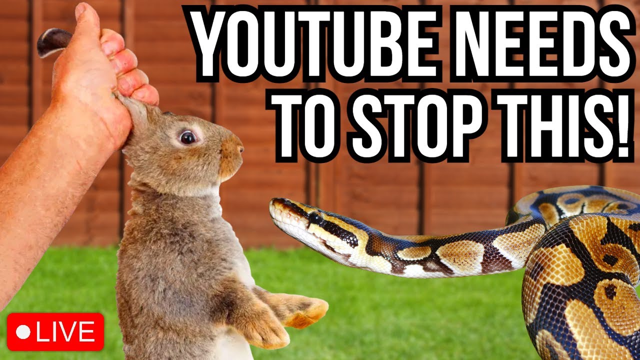 The growing controversy pushing YouTube to crack down on live feeding ...