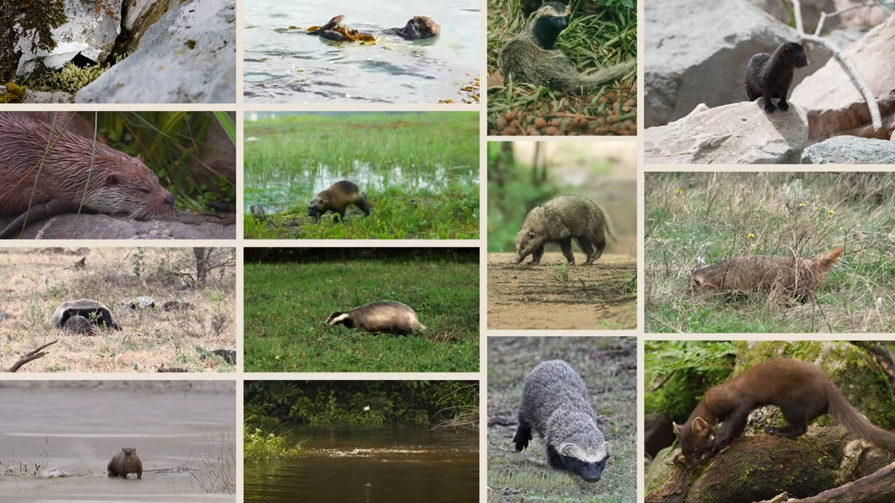 What experts say about the deadliest mustelids and why they dominate ...