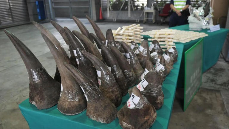 Two Nigerian nationals arrested in Gauteng after seizure of rhino horns ...