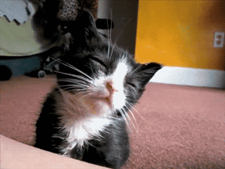 15 animal habits that are so sweet and surprisingly smart, I’m starting ...