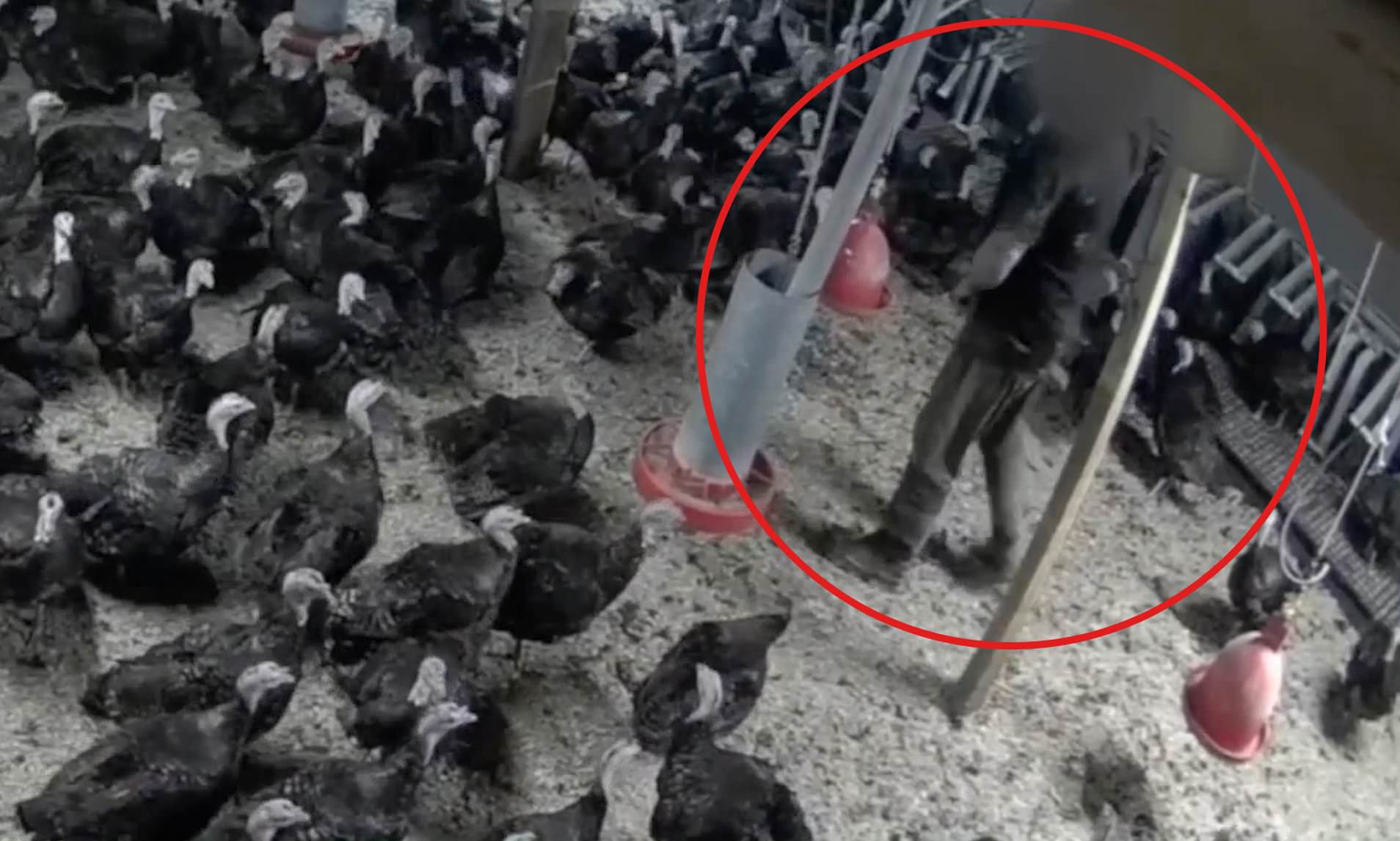 Turkey firm supplying £170 birds to Harrods accused of breaking welfare ...