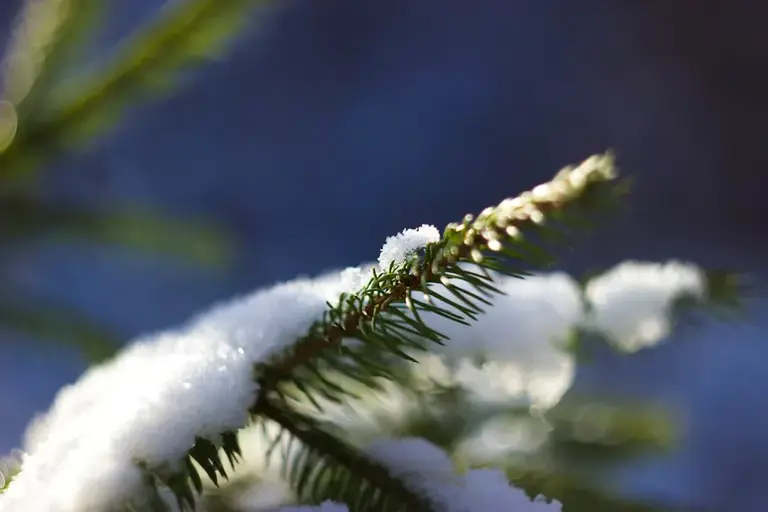 A triple-shot polar vortex is on the way - will your state face the freeze?