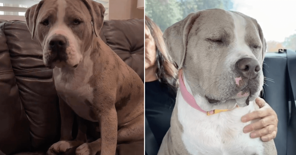 Dog is excited for grandma to tag along on vet visit
