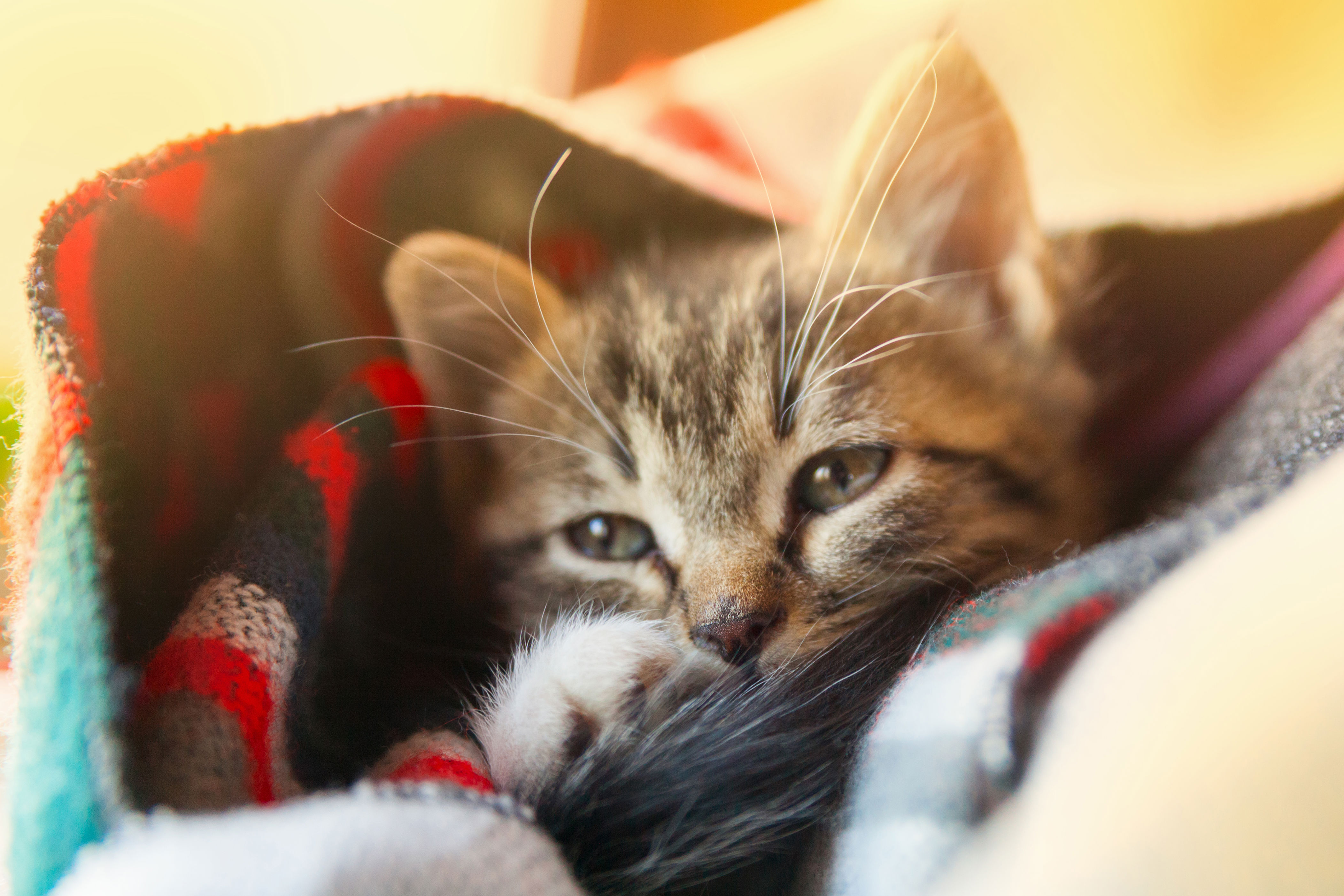 Kitten found crying outside in snowstorm, tears over update 4 hours later