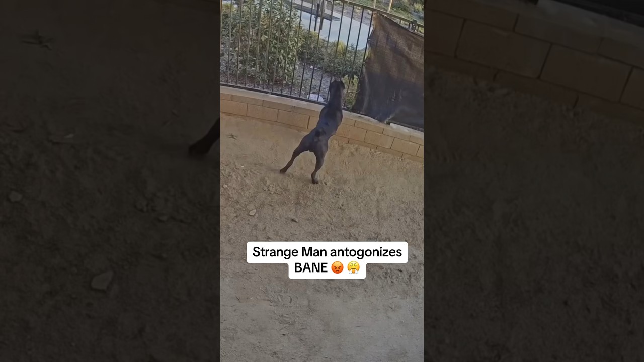 Our dog reacts when man tries to stir up trouble