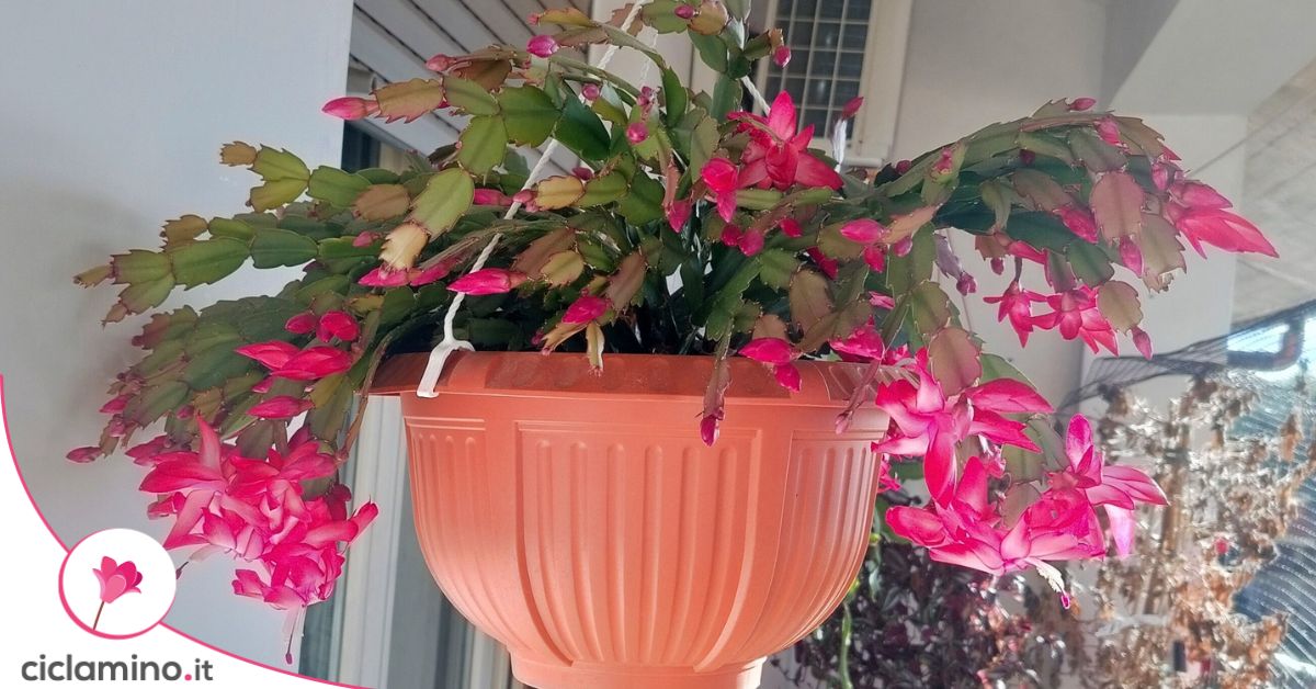 Se il cactus di Natale fa le foglie molli puoi ancora fare un tentativo ...