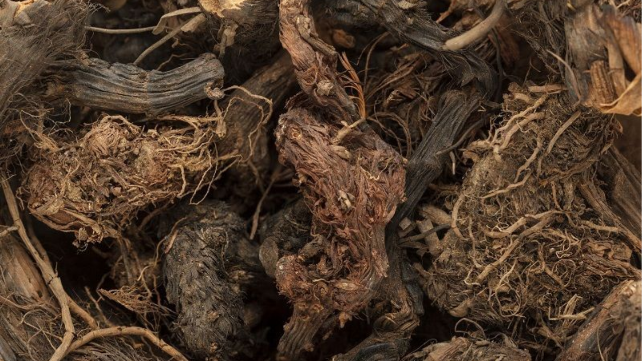 The forgotten Indian herb: Why jatamansi oil is India’s most underrated ...