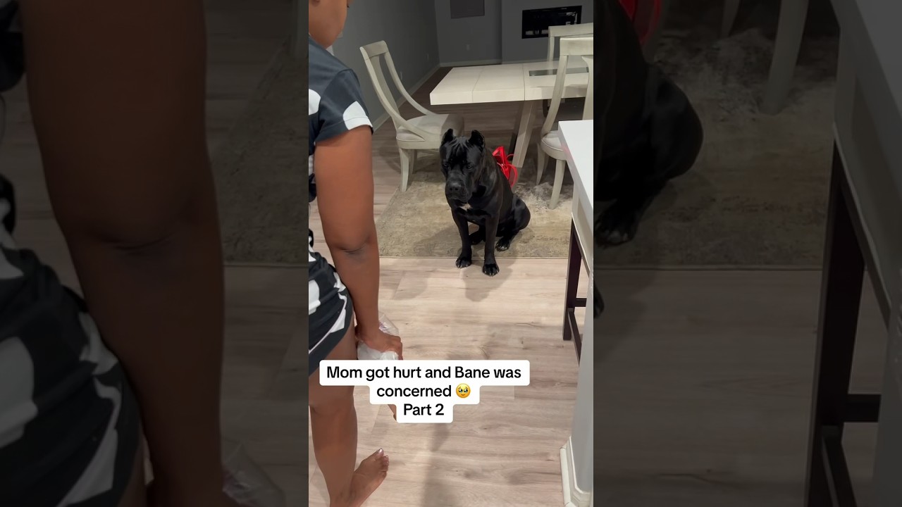 Dog is determined to get mom’s ice no matter what