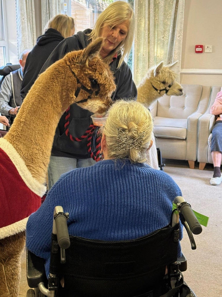 Gorefield alpacas bring joy and comfort to Cherry Hinton care home