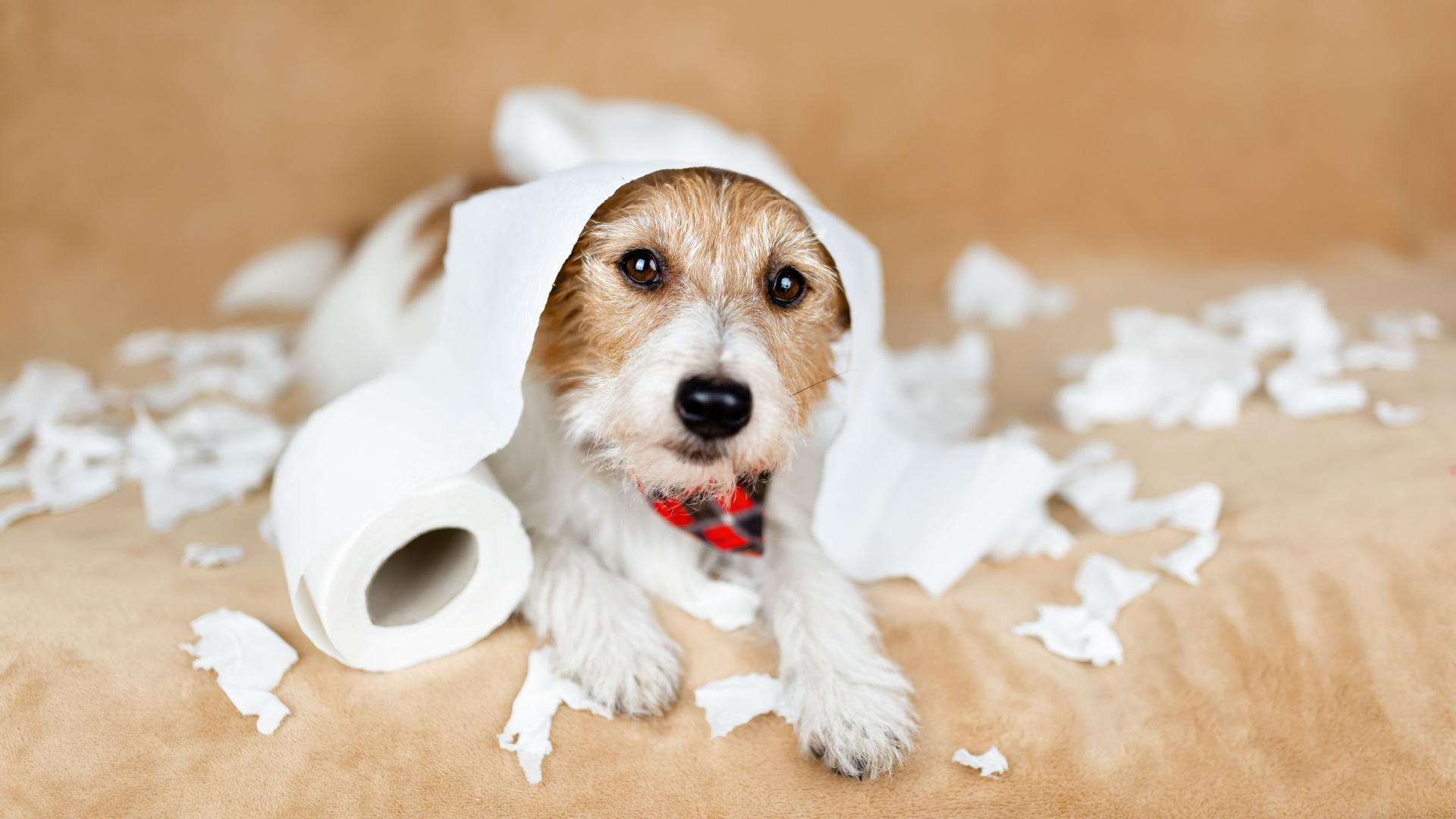 12 mischievous dog breeds that cause the most trouble