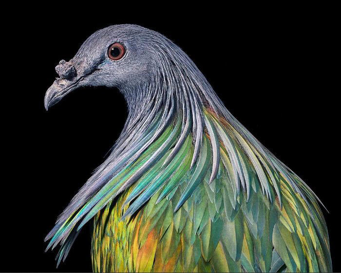25 portraits of rare and endangered birds that look simply stunning
