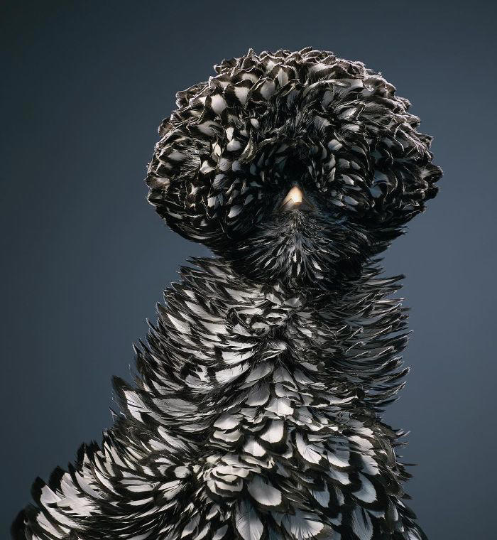 25 portraits of rare and endangered birds that look simply stunning
