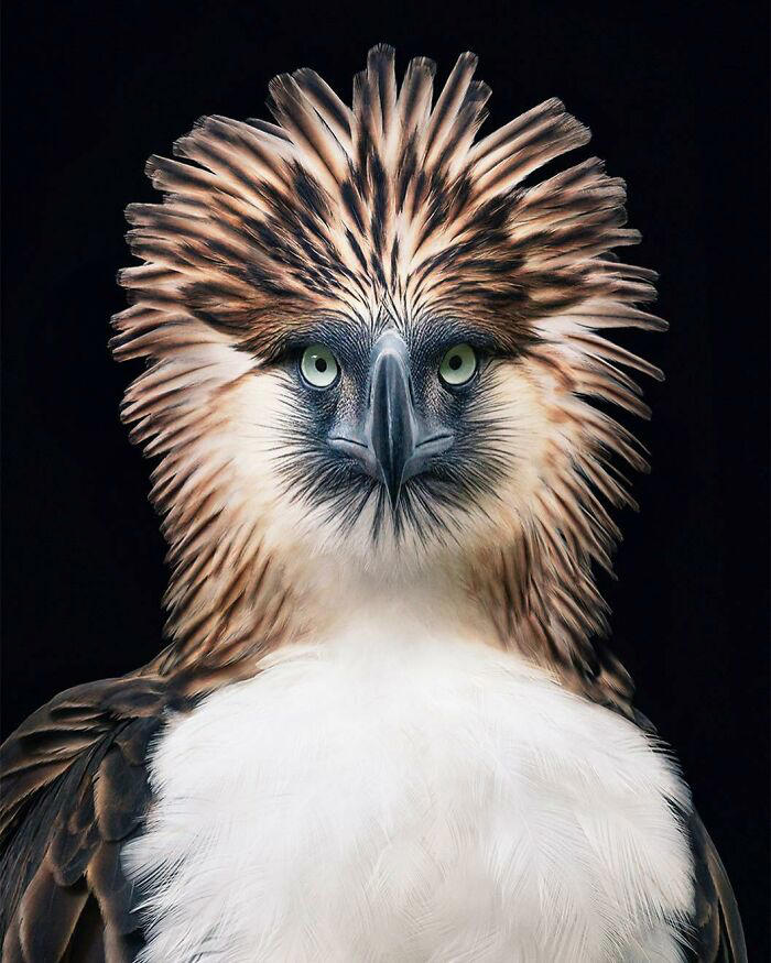 25 portraits of rare and endangered birds that look simply stunning