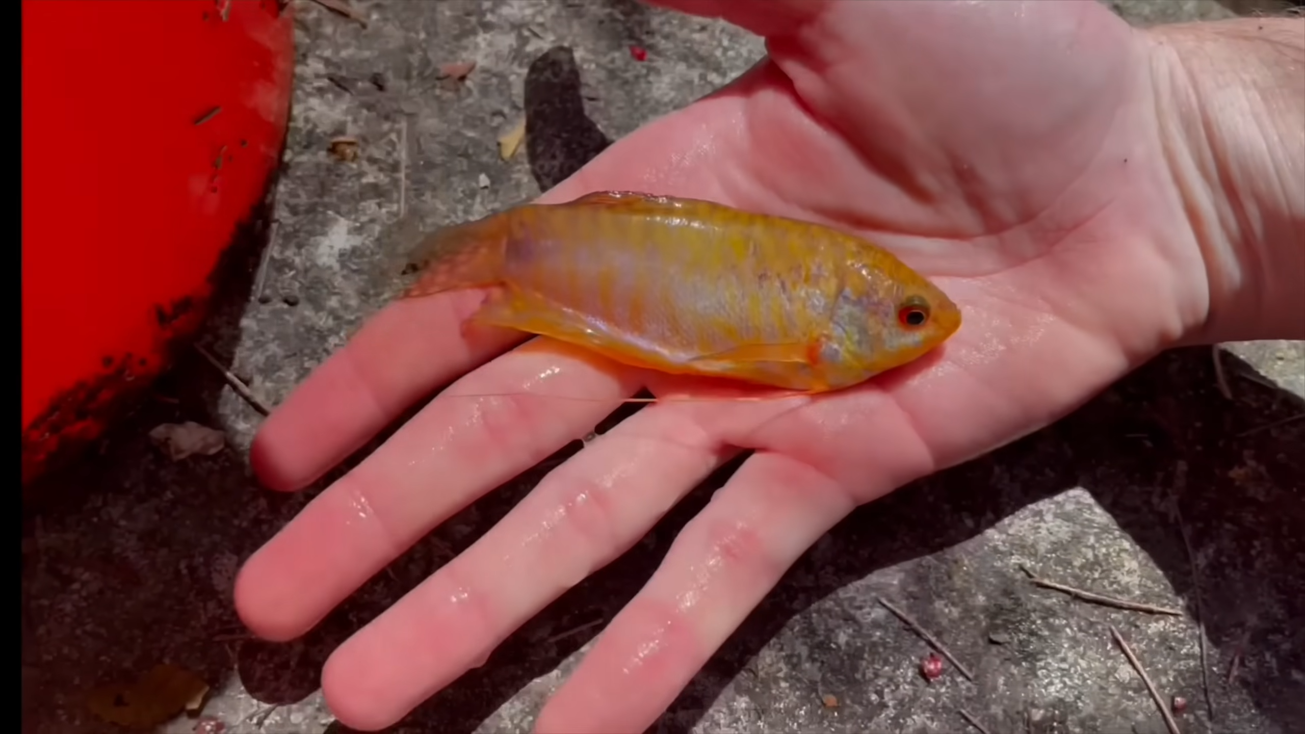 I found a mysterious sewer filled with aquarium fish