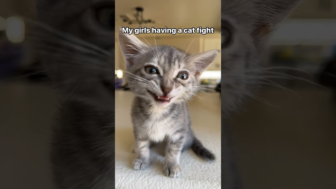 Cat fight! Asteroid destroyer x @Imthe_annag