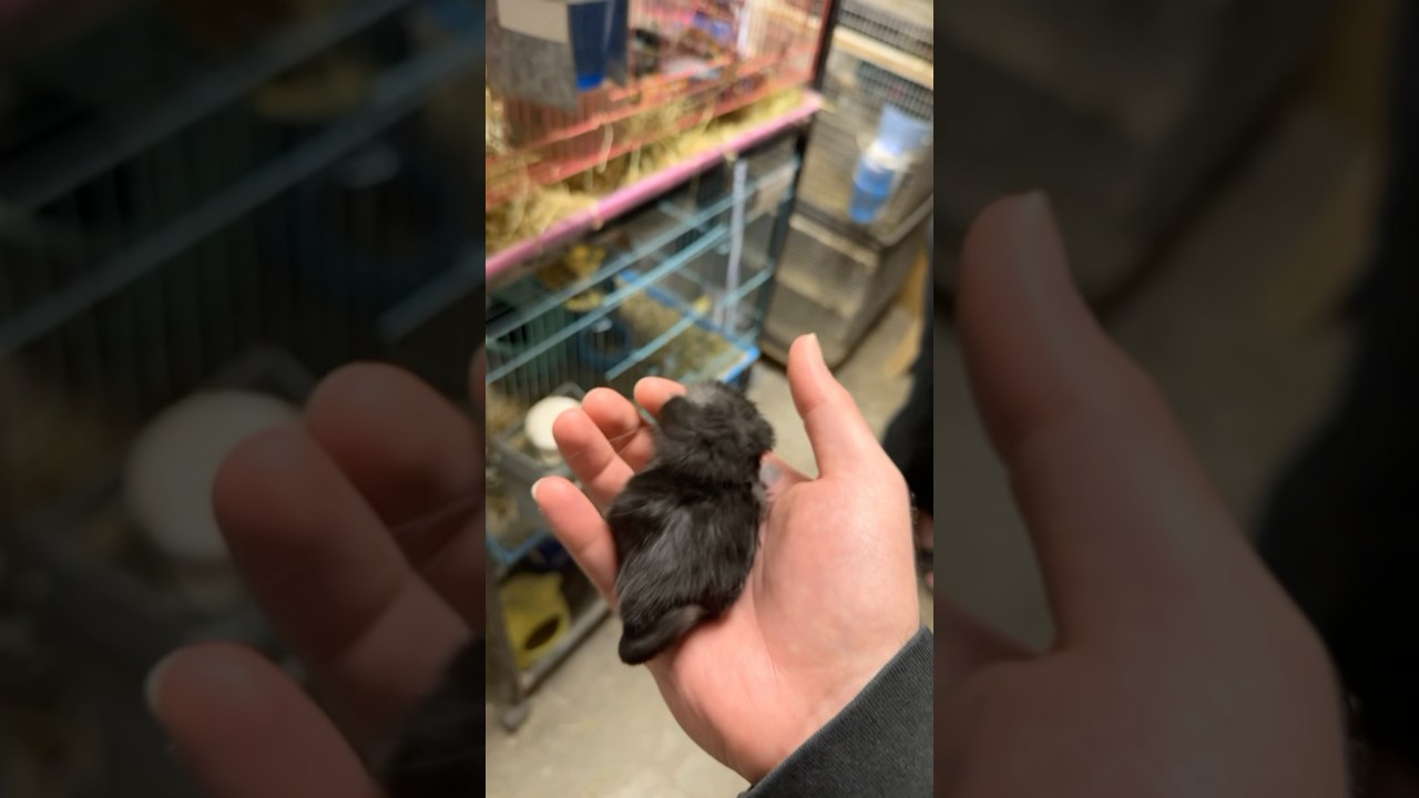 Man pulls small micro chinchilla out of pocket to shock girlfriend
