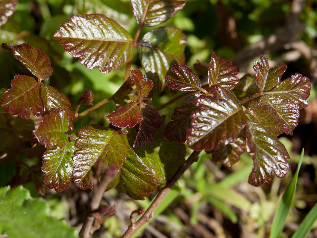 10 plants bushcrafters should never burn because of toxic smoke