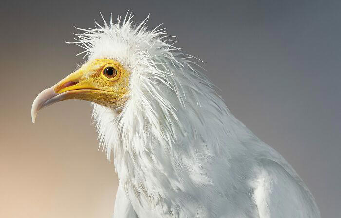 25 portraits of rare and endangered birds that look simply stunning