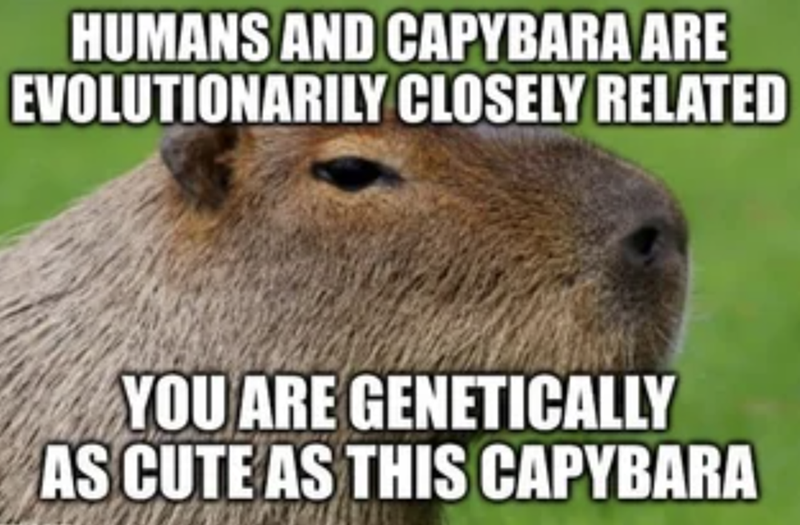 25 wholesome wild animal memes to cute-up the concrete jungle