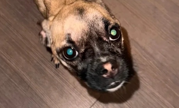 Taunton man facing animal cruelty charge over significantly underweight ...