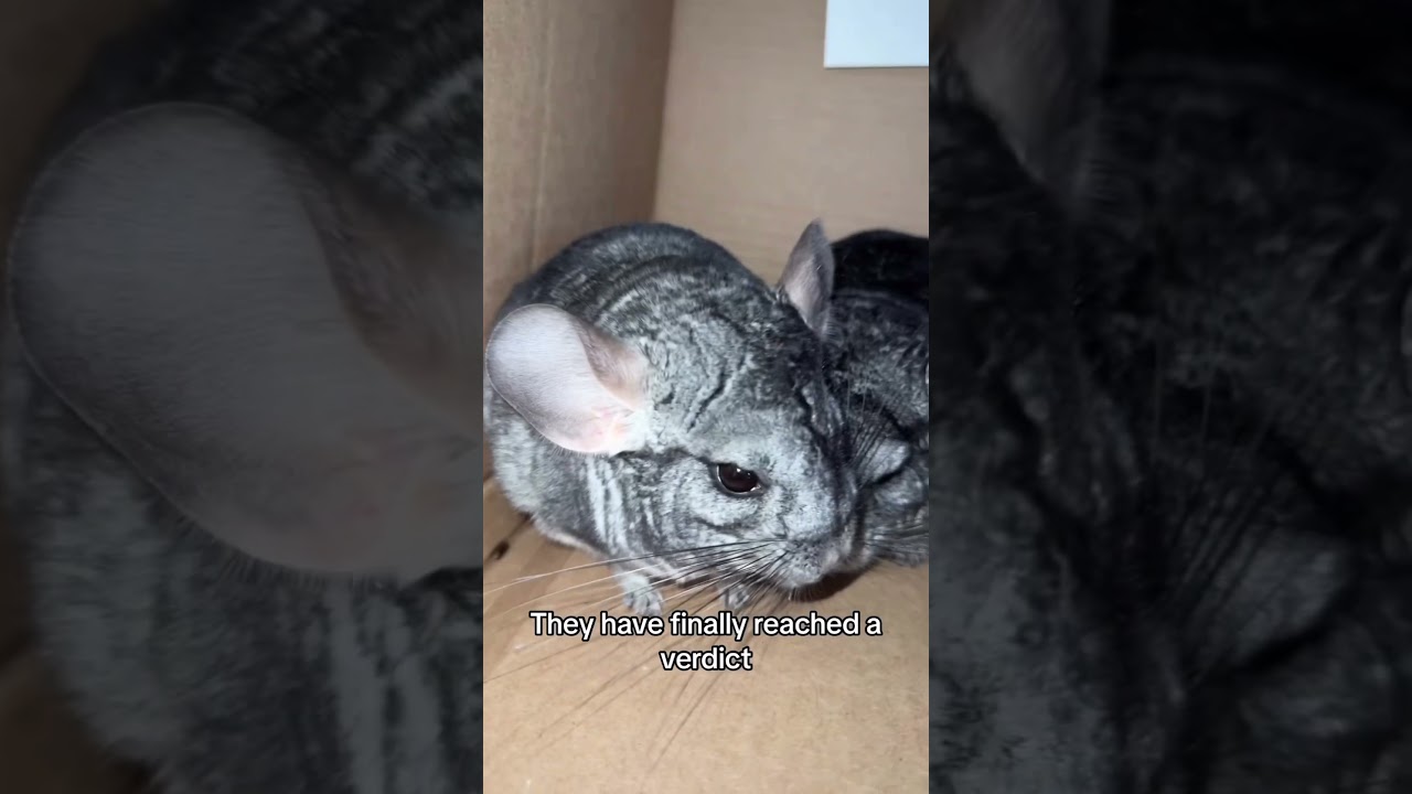 Council of chinchillas delivers verdict